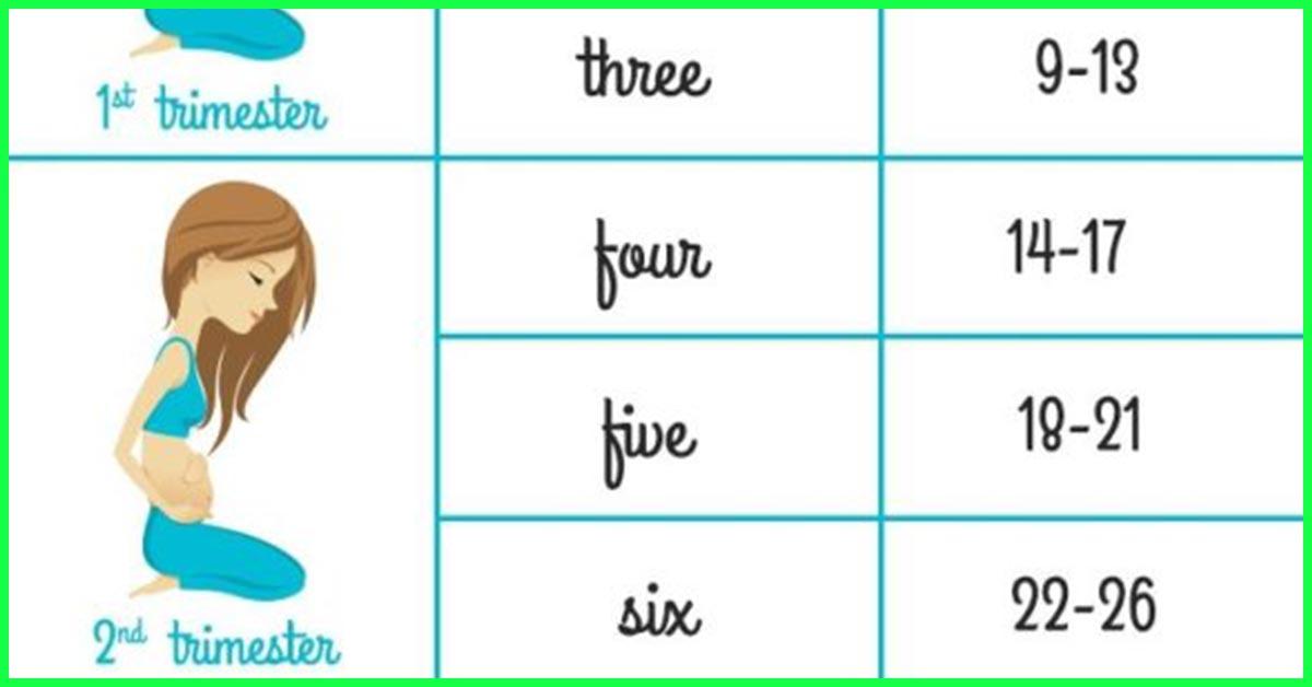 How To Calculate Pregnancy Weeks And Months Accurately 