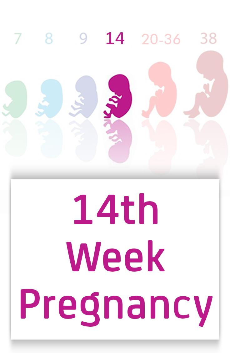 14th Week Pregnancy: Symptoms, Baby Development, And Body Changes