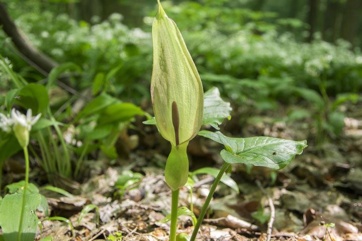 Natural Birth Control: 30 Alternative Methods of Contraception