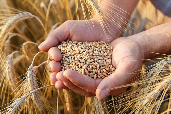Wheat For Babies: Right Age, Allergy, Precautions And Recipes