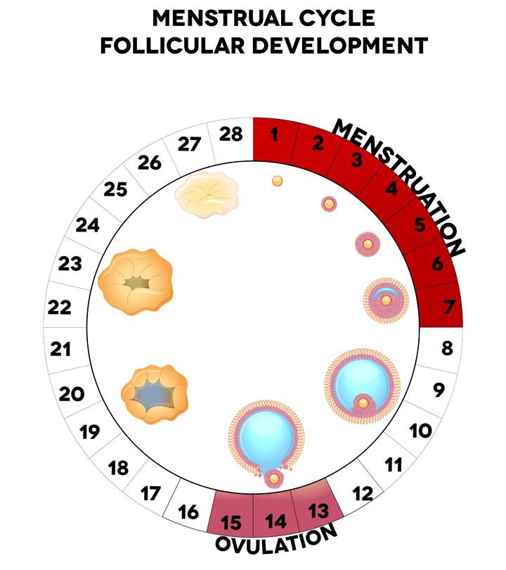 Can You Ovulate More Than Once A Month Or Cycle 