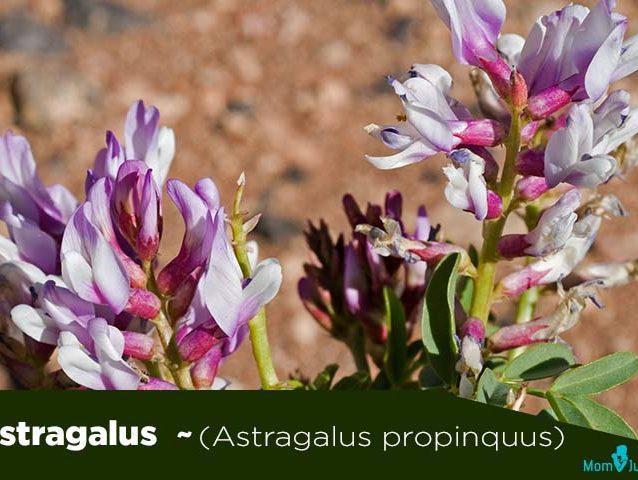 20 Fertility Herbs For Men And Women: Things You Should Know