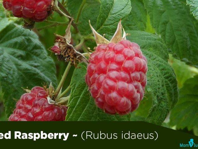 20 Fertility Herbs For Men And Women: Things You Should Know