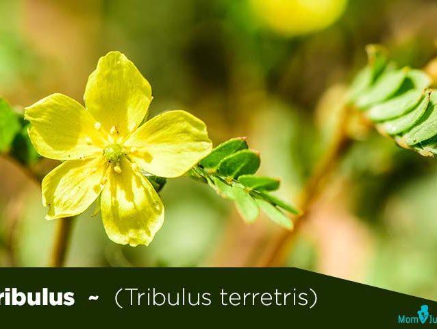 20 Fertility Herbs For Men And Women: Things You Should Know