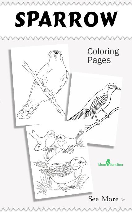 Sparrow Coloring Page Sketch Coloring Page