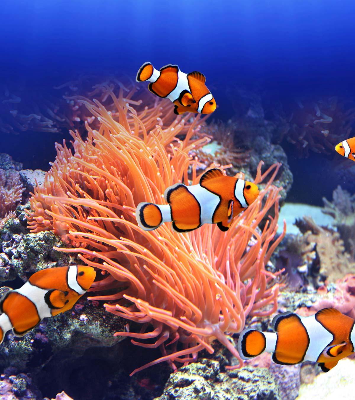 Clownfish Species Chart Keski Clownfish Species Chart Keski