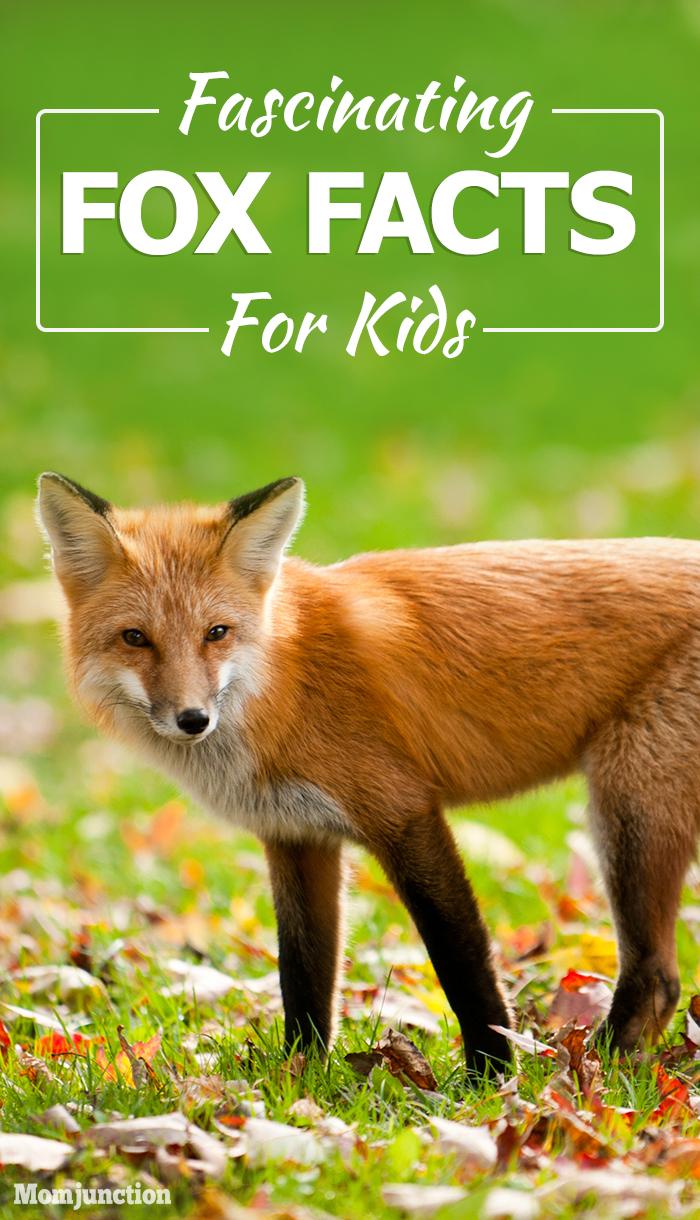 Fascinating Facts And Information About Fox For Kids Fascinating Facts And Information About Fox For Kids