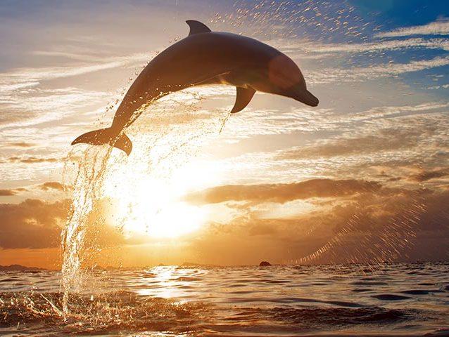 51 Interesting Facts About Dolphins