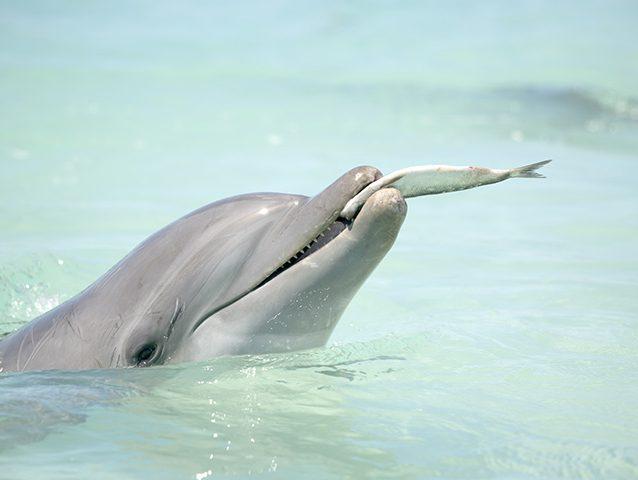 51 Interesting Facts About Dolphins