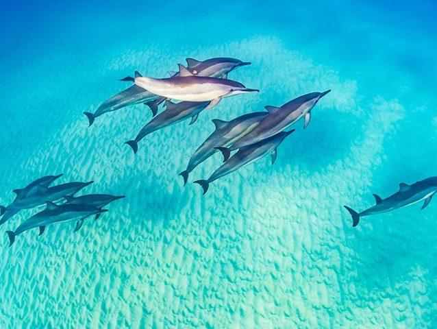 51 Interesting Facts About Dolphins