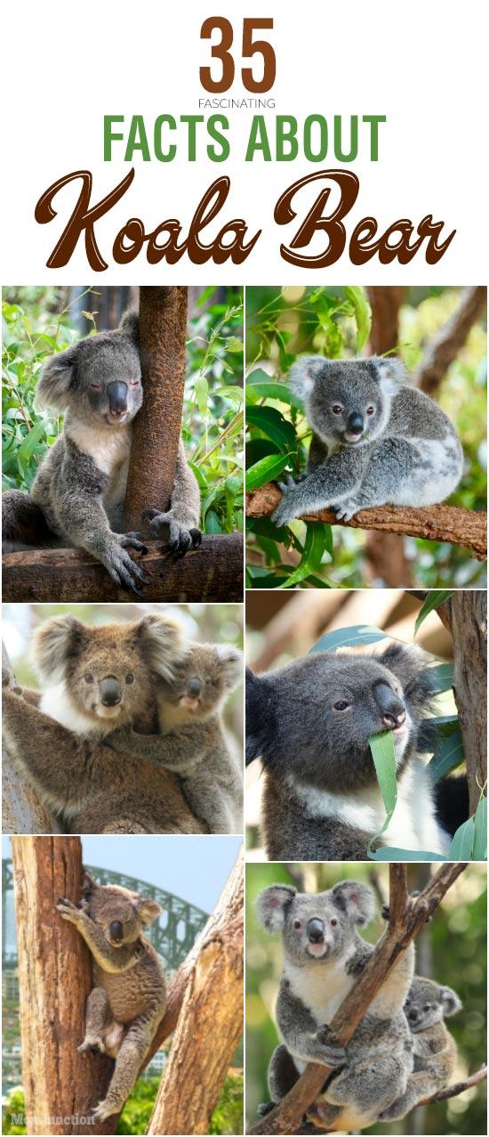 35 Interesting Facts About Koala Bear 35-interesting-facts-about-koala-bear