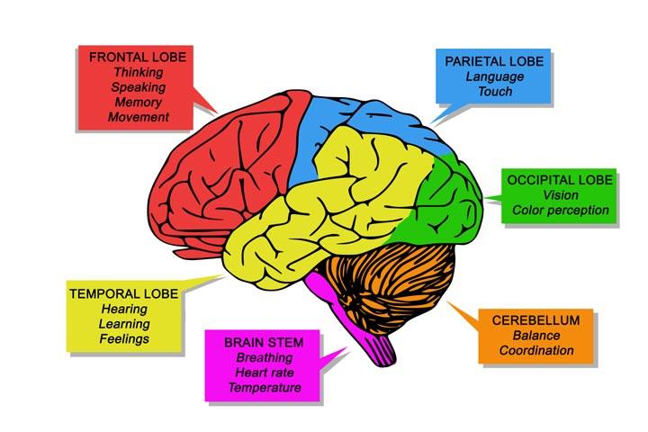 14 Informative Facts Diagram Parts Of Human Brain For Kids
