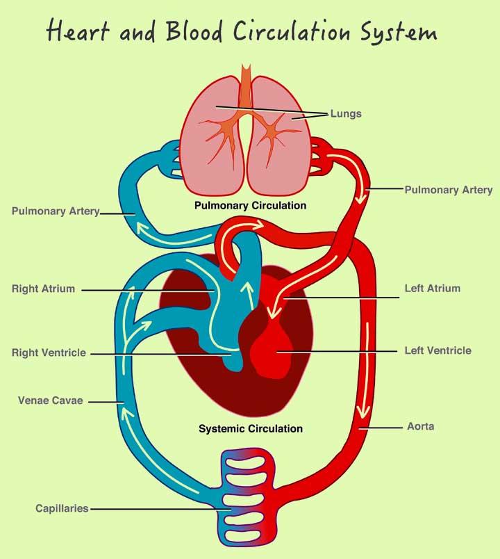 30 Informative Facts Diagram Parts Of Human Body For Kids 30 Informative Facts Diagram Parts Of Human Body For Kids