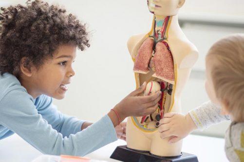30 Interesting Facts, Diagram & Parts Of Human Body, For Kids