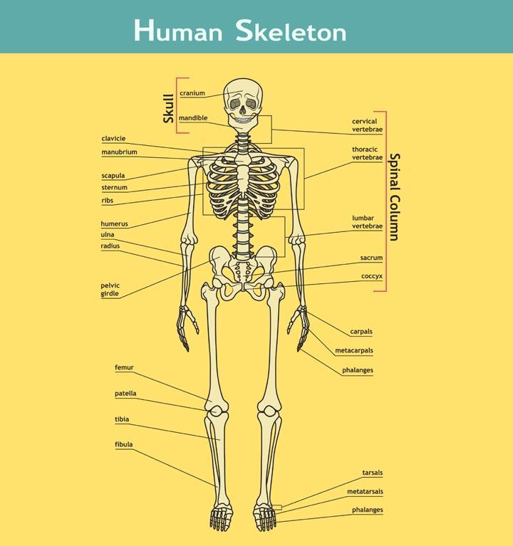 30 Informative Facts Diagram Parts Of Human Body For Kids 30 Informative Facts Diagram Parts Of Human Body For Kids