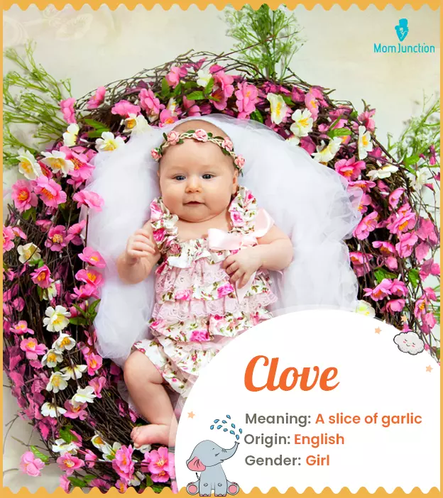 Clove Name Meaning, Origin, History, And Popularity | MomJunction