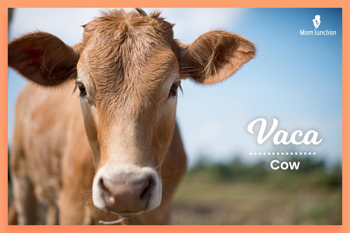 300+ Common Last Names That Start With V | MomJunction